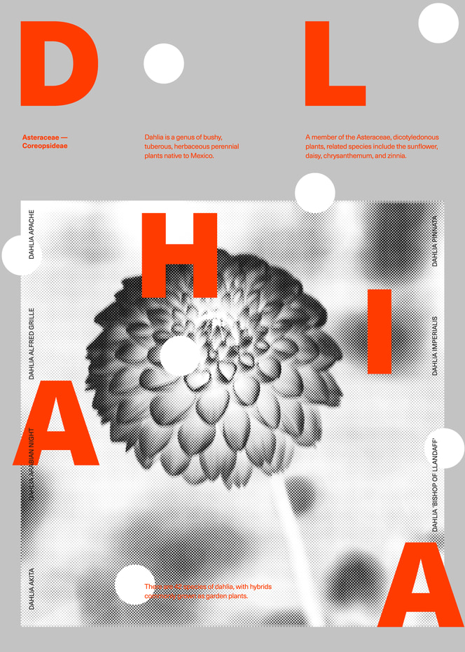 joreld dhamo - typo/graphic posters